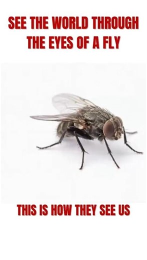 Imagine You Were a Fly… This Is How You’d See the World #FlyVision