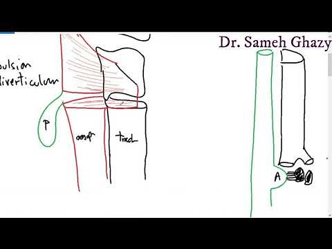 Systemic pathology 14 : GIT 1 ( oesophageal inflammation and obstruction) DR.SAMEH GHAZY