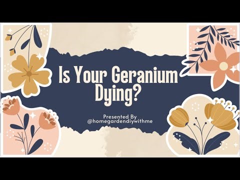 Is Your Geranium Dying? Do This Now! | Save Your Plants 🌿