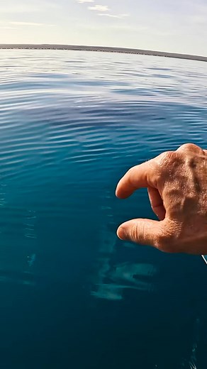 transparent kayak - world’s largest shark | YBS Youngbloods