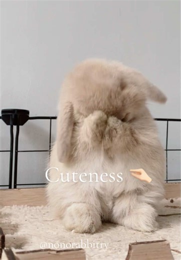 Top Tips for Rabbit Bath Time Care