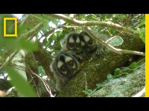 Owl Monkey Fathers Know Best? | National Geographic
