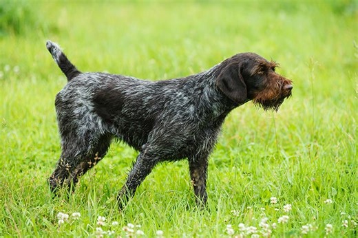 German Wirehaired Pointer Facts You May Not Know