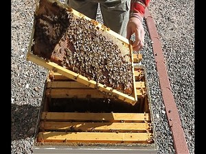 Hive Inspection Part 1: General Principles (...and a queenless hive?)!