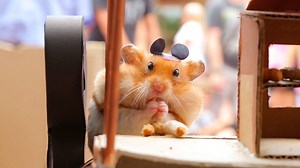 449K views · 4.4K shares | What could be cuter than mini mouse ears...