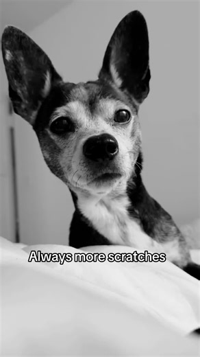 MORNING SCRATCHES: #dogscratches #dogvideo #playtime