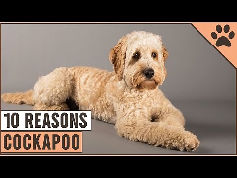 Top 10 Reasons Why You Should Get A Cockapoo | Dog World