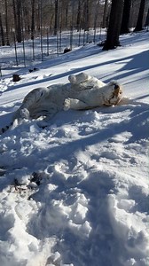 14K views · 1.3K reactions | <3 Making Snow Angels – Tiger Style <3...