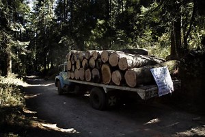 Eco-crimebusters: fighting illegal logging with science