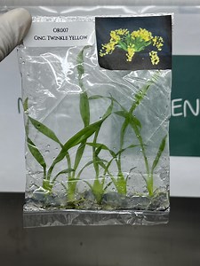 Oncidium Twinkle Yellow Tissue Culture (5 Items/bag) - Etsy Canada