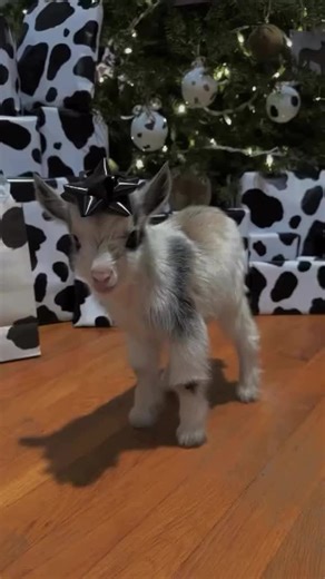 Best animal rescue #animalrascue #animallove #animal