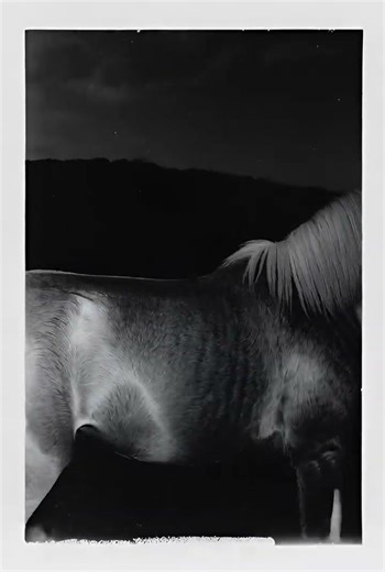 horse animation 🐎