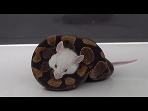 Young Snake Crushes Mouse - Warning Live Feeding