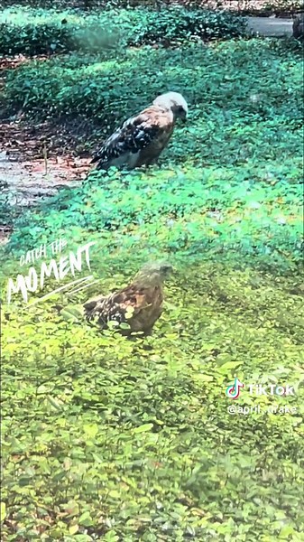 Cute little surprise on my lunch break #birdsofprey #birds #nature #peace #calm #lunchbreak