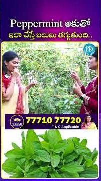 Peppermint ఆకుతో ఇలా చేస్తే జలుబు తగ్గుతుంది..#idreammedia