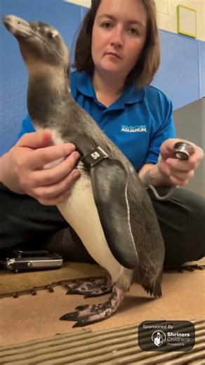 Check-up time with Gabby! 🩺🐧 Thanks to the training she’s done with Biologist Maddie, Gabby is learning to participate in stethoscope behaviors that help with her more frequent check-ups. This training builds confidence and ensures Gabby feels comfortable taking part in her own healthcare. Sponsored by Shriners Children’s Philadelphia | Adventure Aquarium