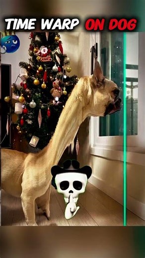 Funniest Dog Time Warp Scan Ever 🐶🤣, Try Not to Laugh Challenge