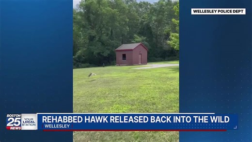 Fly away! Wellesley Animal Control releases hawk back into the wild