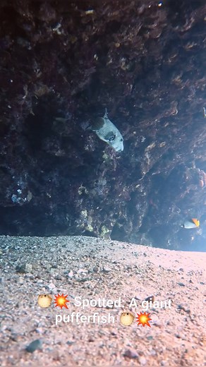 6.2K views · 73 reactions | I had the incredible luck of encountering...