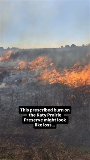 Prescribed fire is helping Bing Prairie to thrive! 🔥 conducted by trained professionals under carefully selected conditions, these burns remove built-up thatch, recycle nutrients, and support healthy native prairie. Just over a month later, the results speak for themselves. #Land stewardship #prescribedfire #healthyprairie | Coastal Prairie Conservancy