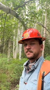 biggest springpoles ive ever seen. #alaska #logging #stihl #fyp #dangerous #sketchy | Ravenglade Axe History