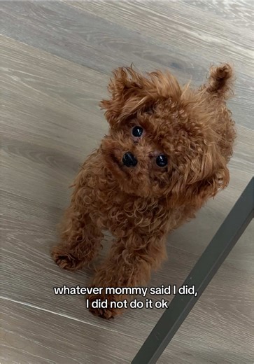 Adorable Teacup Poodle Moments You Can't Miss!