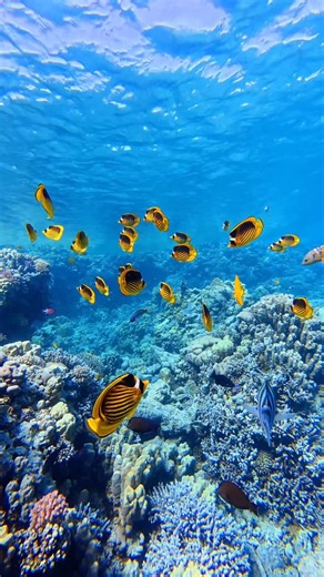 Scuba Earth 🌍 on Instagram: "Just you, the reef, and a heartbeat 💙🪸 🎥 : @scuba.earth Diving into a world where time slows down and colors come alive. The Red Sea never fails to steal my breath away — every dive is a reminder of how much beauty lies beneath the surface. 🐠🌊💙 📍Hurghada, Egypt 💬 Tag someone you’d love to explore this underwater paradise with Diving in Hurghada | Hurghada, Egypt | dive Hurghada #padi #paditv #ScubaDiving #RedSeaMagic #UnderwaterWorld HurghadaDiving CoralReef