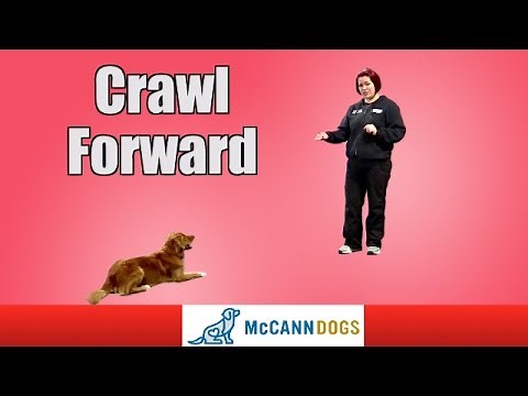 Dog Tricks: Crawl Forward On Command