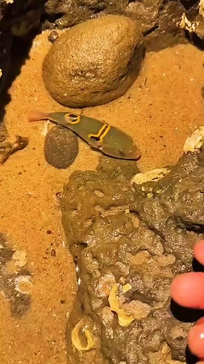 4.6K views · 39 reactions | Deep Sea Fishing on Reels | Facebook