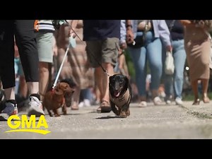 500 dachshunds try to set world record