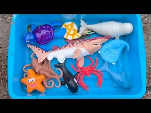 Riverside Toy Adventure: Finding Sea Animals in a Box! 🦀