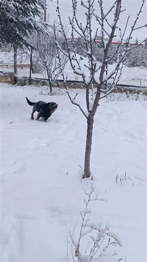 #dog #rottweiler #rottweilerpuppy