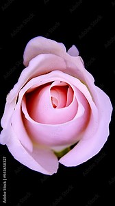 A delicate pink rose bud is captured mid-bloom against a stark black background, highlighting the soft petals as they gradually unfold. The high-contrast setting emphasizes the elegance and subtle