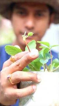 How To Grow New Strawberry Plant From Runner #strawberry #gardening #plants #terracegarden