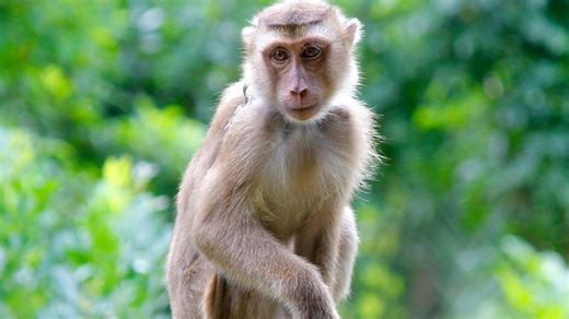 Wake Forest monkey lab cited by USDA after monkey dies