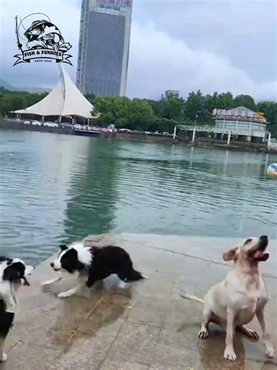 From unexpected slips to hilarious splash landings, these lakeside tumbles will keep you laughing nonstop 🤣🔥 #EpicFails #HilariousClips #lakeside #ComedyGold #failcompilation | Fish & Funnies