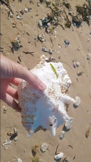 Pick Up Shells With Robin -Ez30