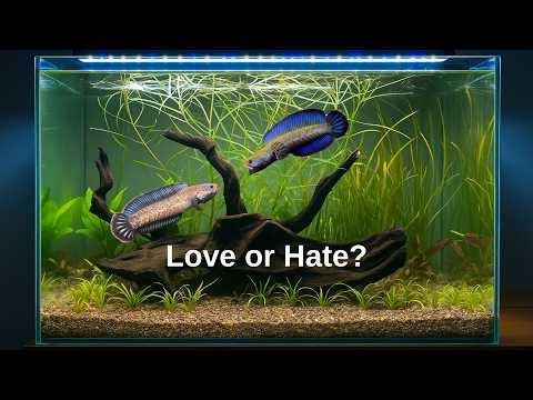 No Filter Natural Planted Tank Build for Dwarf Snakehead - 1 Month Progress + Pair Added!