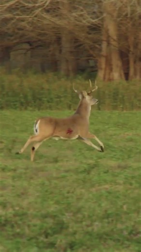 Glock 9mm DEER HUNT!!! #highroadhunting