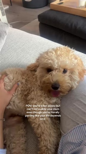Cuddly Cavapoo: The Sweetest Puppy Moments