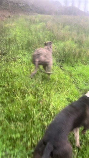 The Joys of Living a Lurcher Life