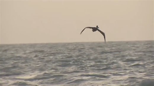 Pelican released in Miami Beach after undergoing surgery to remove fish hook lodged in wing - WSVN 7News | Miami News, Weather, Sports | Fort Lauderdale