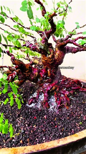 Red trunk #bonsai #plants #tree #nature