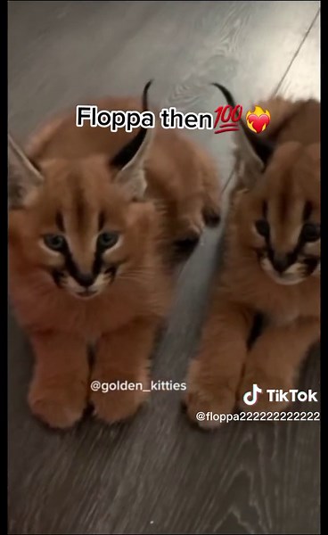 Cute Cats: Floppa Moments Captured on Camera