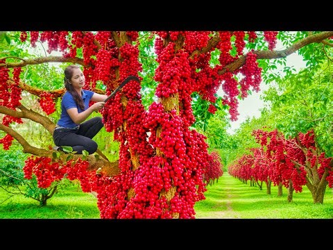 Harvesting 1000+ kg Toxic Fruit Just | Goes To Market Sell - Shocked by a Monster Python Attack!