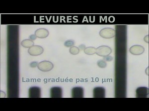 Levures au microscope sur lame graduée et bourgeonnement, Hervé Kempf, Lycée de l'Elorn