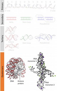 Nucleic acid quaternary structure - Alchetron, the free social encyclopedia