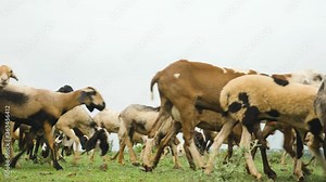 Sheep Flock walking across the frame in hundreds in a herd formation taken from ground level