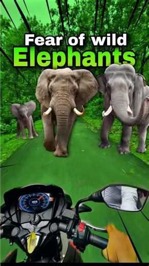 I found a fearless elephant 🐘 in jungle 🌴 #shorts #minivlog #dailyvlog