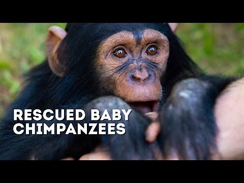 These Orphaned Baby Chimpanzees Were Rescued From The Illegal Wildlife Trade | Drive 4 Wildlife